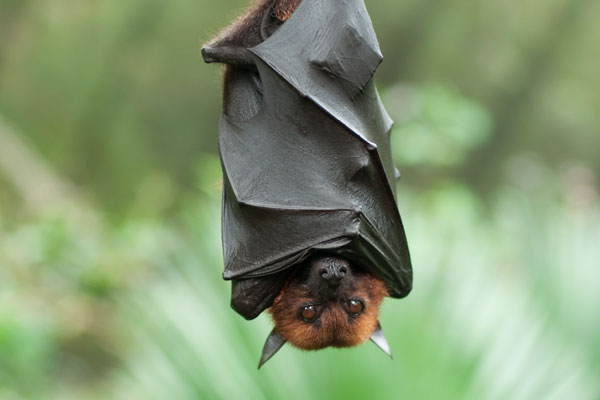 Public Health Unit | Metro North Health